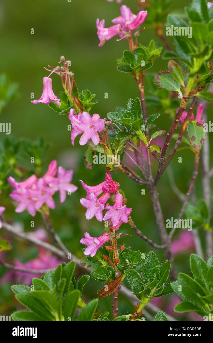Hairy Alpen Rose, Rhododendron pubescent, Bewimperte Alpenrose ...