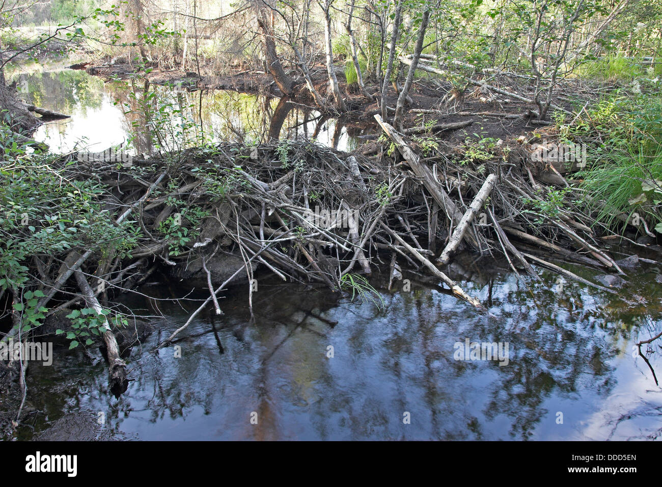 European beaver, dam, barrage, Europäischer Biber, Biberdamm, Damm ...