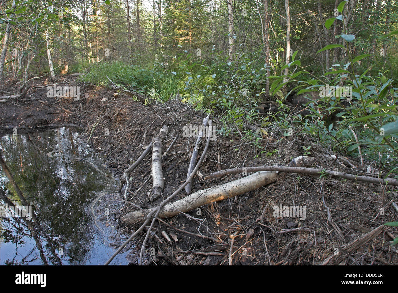European beaver, dam, barrage, Europäischer Biber, Biberdamm, Damm ...
