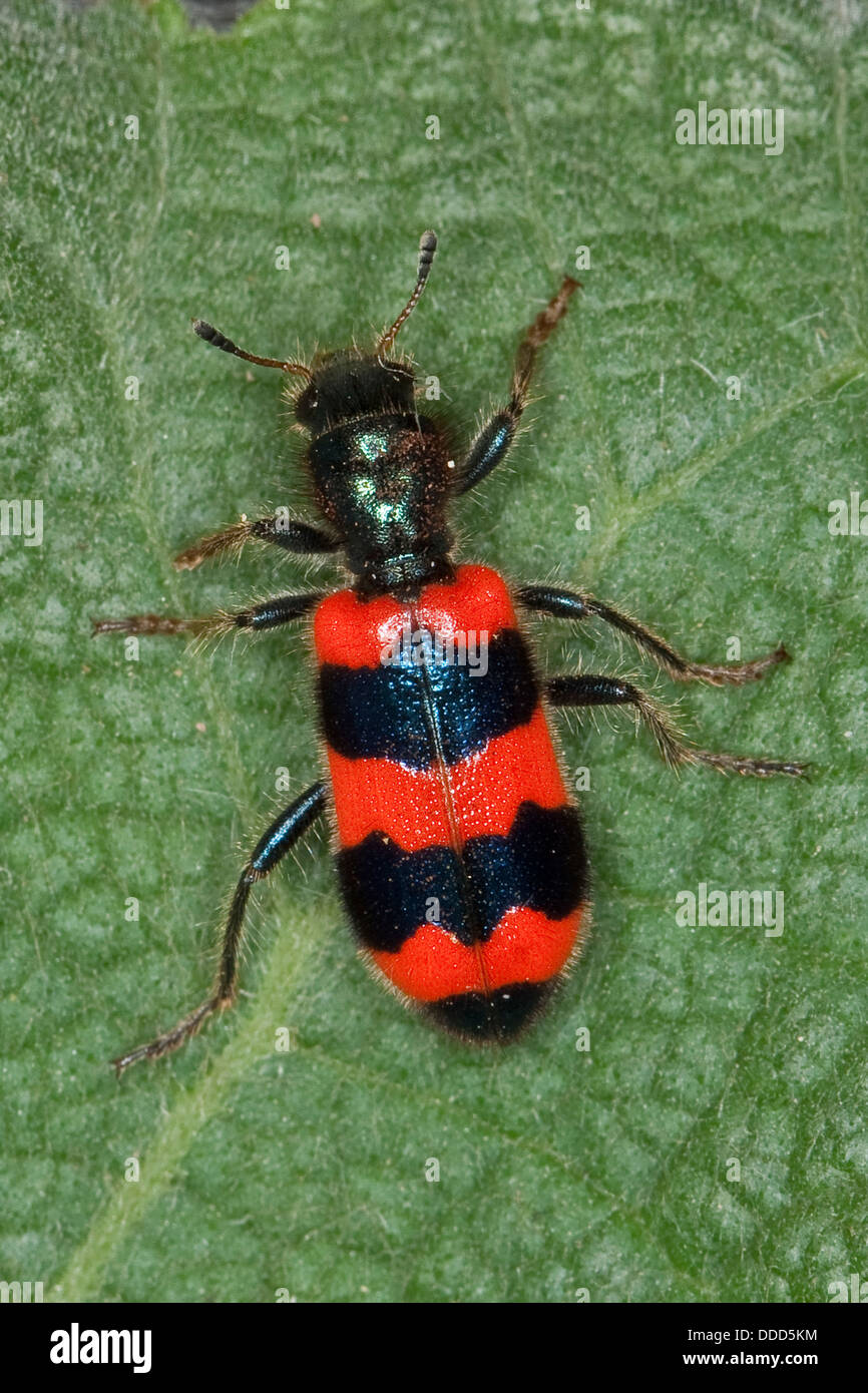 Bee beetle, bee wolf, bee-beetle, bee-wolf, Bienenkäfer, Immenkäfer ...