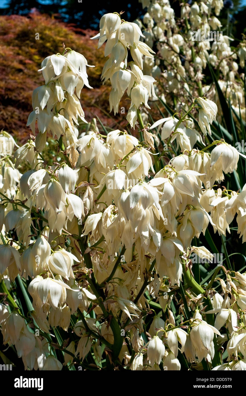 Yucca Recurvifolia High Resolution Stock Photography and Images - Alamy