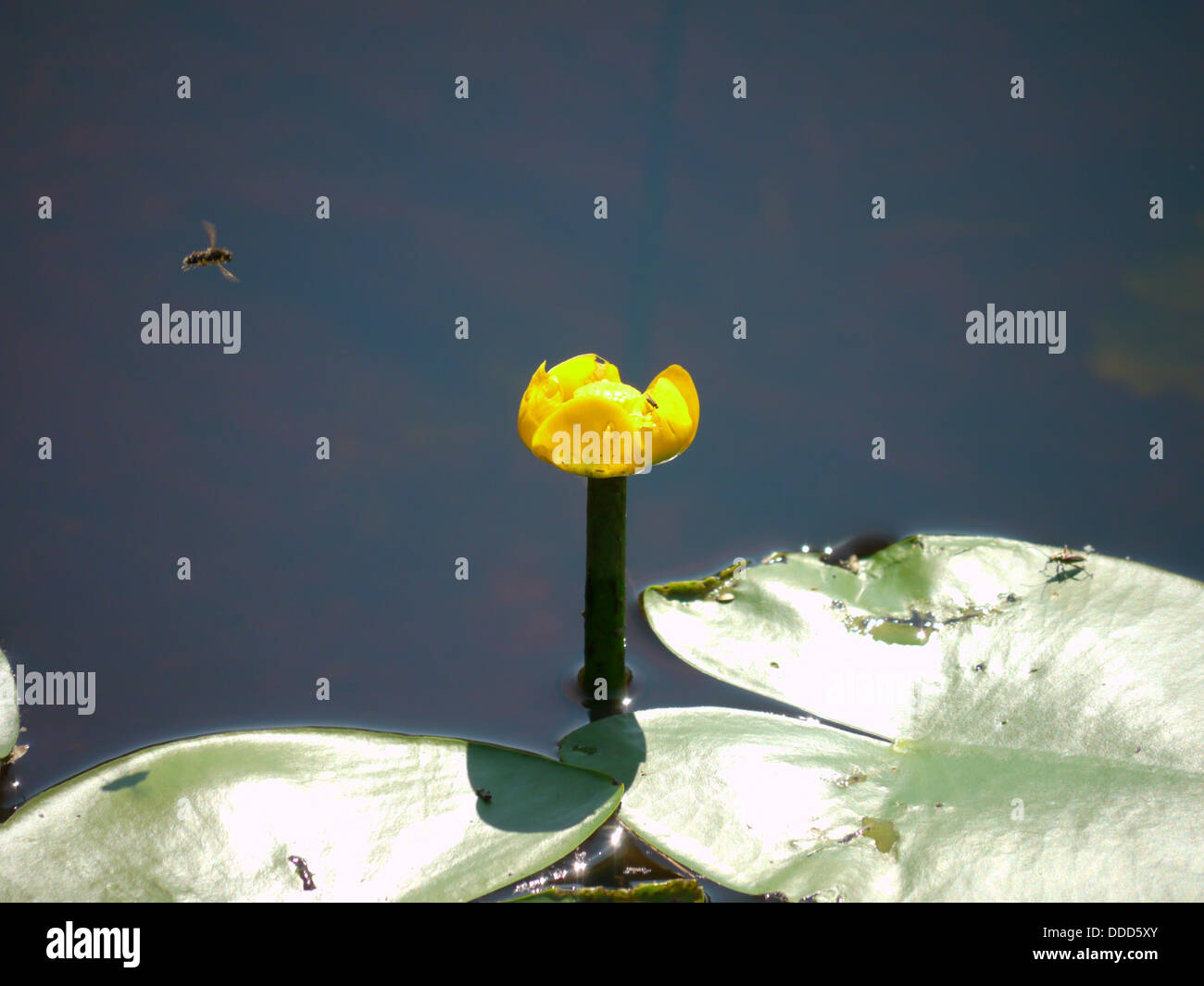 Spatter Dock Flower or Large Yellow Pond Lily Stock Photo - Alamy
