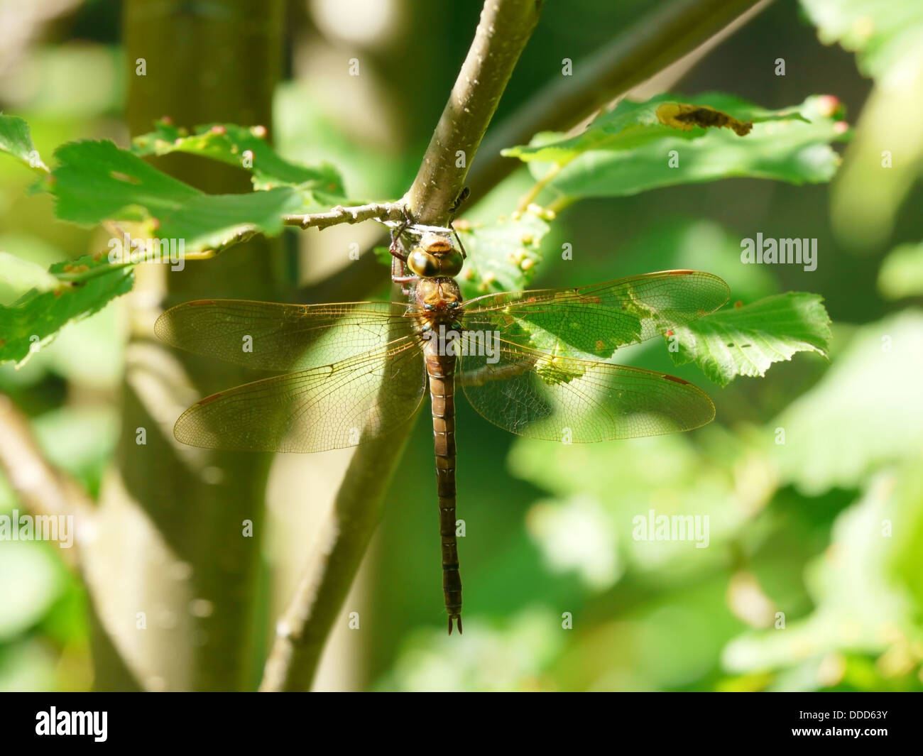 Dragonfly eating a butterfly Stock Photo - Alamy