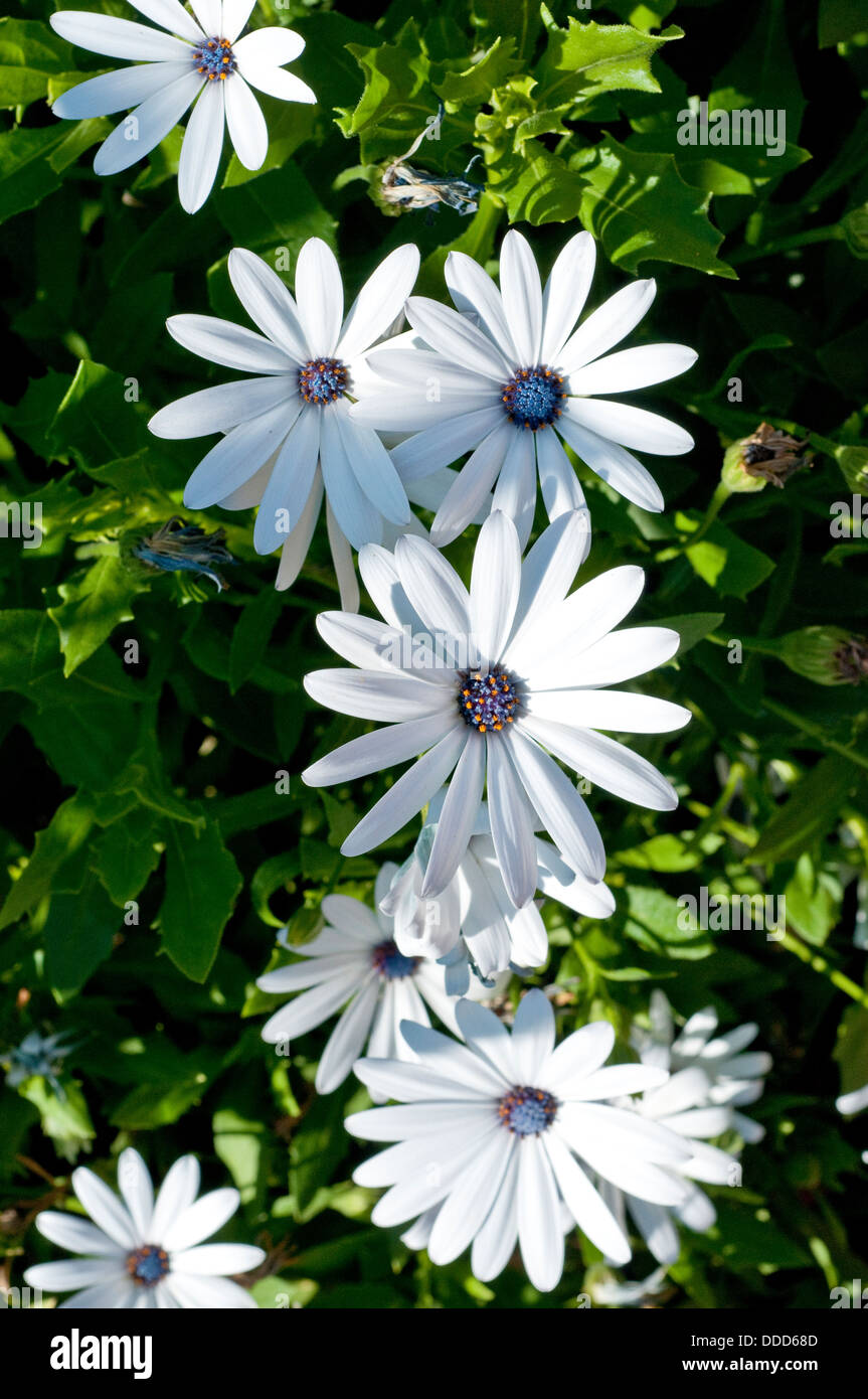 Osteospermum 'Sunny Cecil', African Daisy flowers, Cape Daisy Stock ...