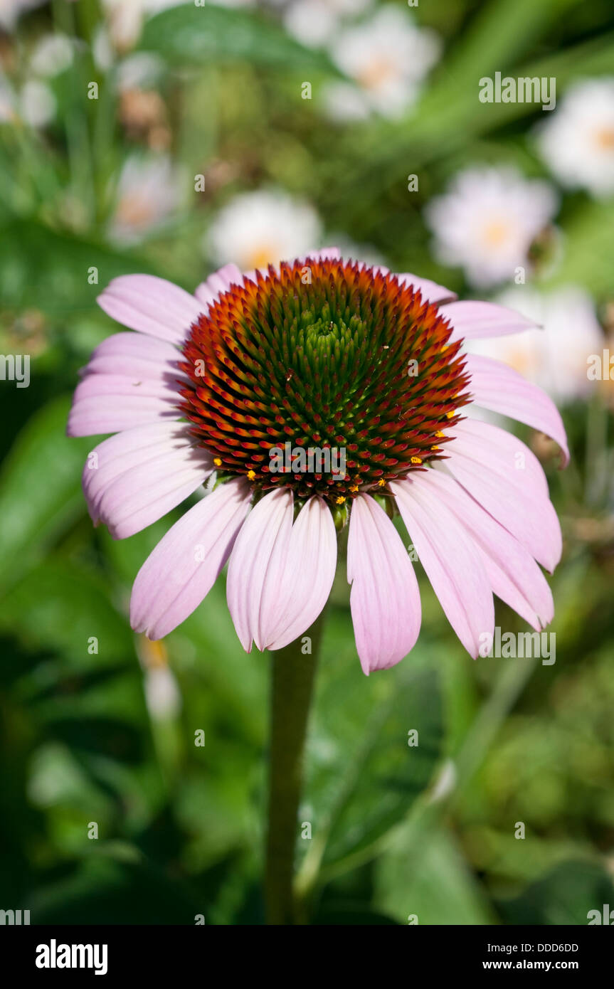 Echinacea purpurea hybrids coneflower Stock Photo - Alamy