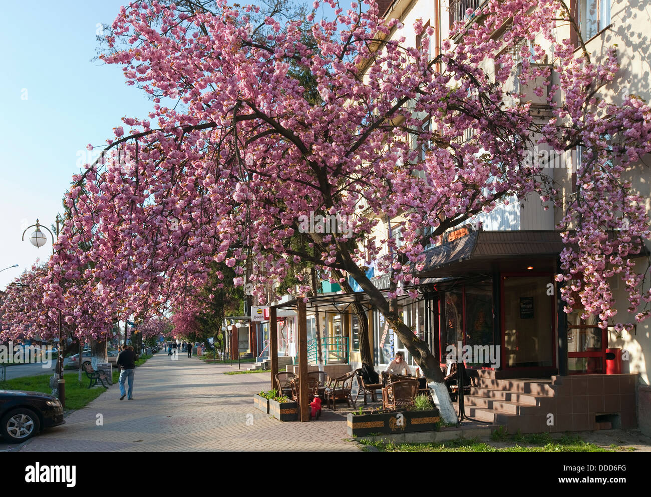 pink japanese cherry tree blossom (Uzhgorod City, Ukraine Stock Photo ...