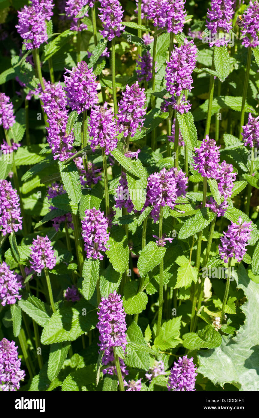 Stachys officinalis hummelo hi-res stock photography and images - Alamy