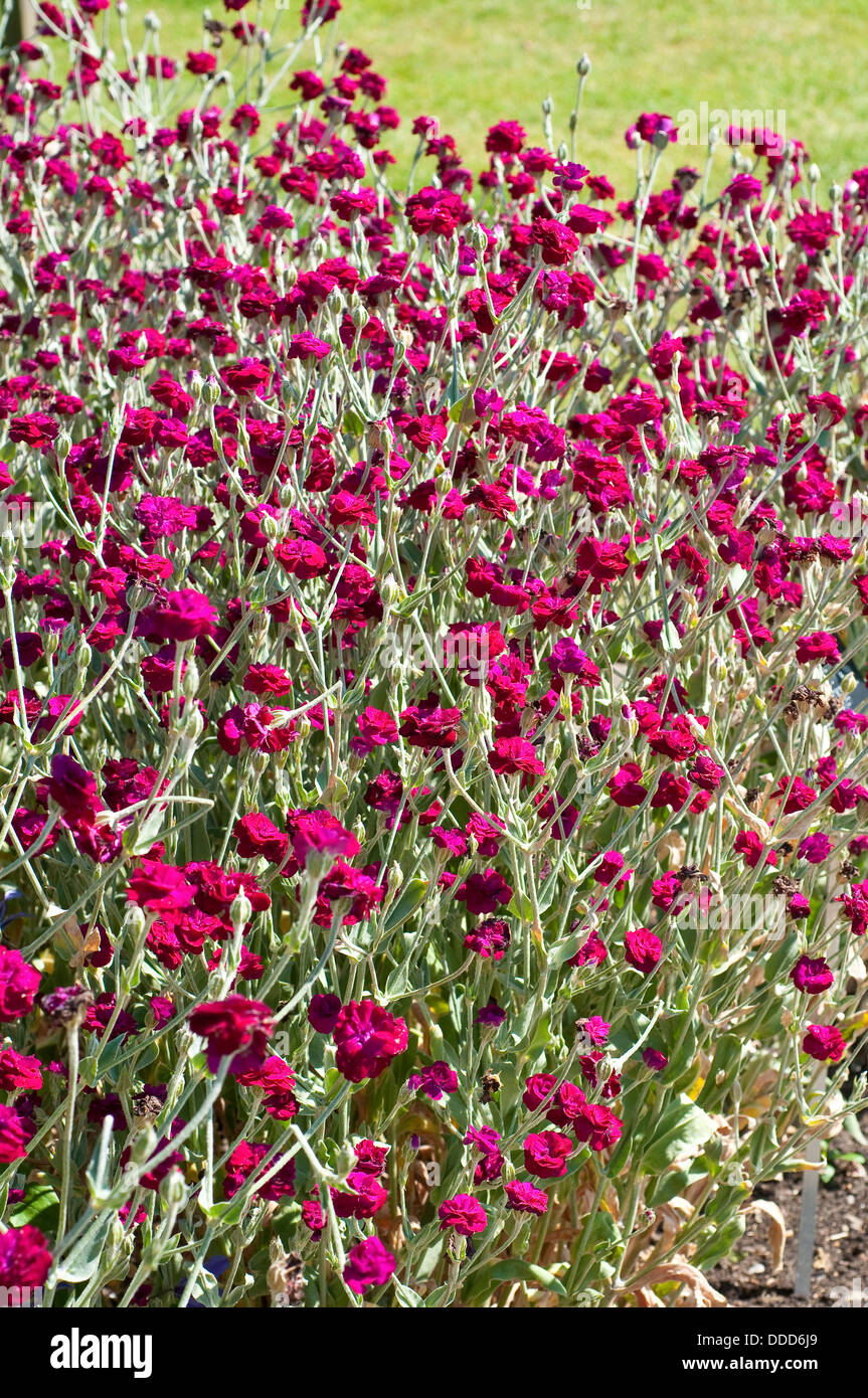 Rose campion, Lychnis coronaria Gardeners 'World 'Blych' Stock Photo ...
