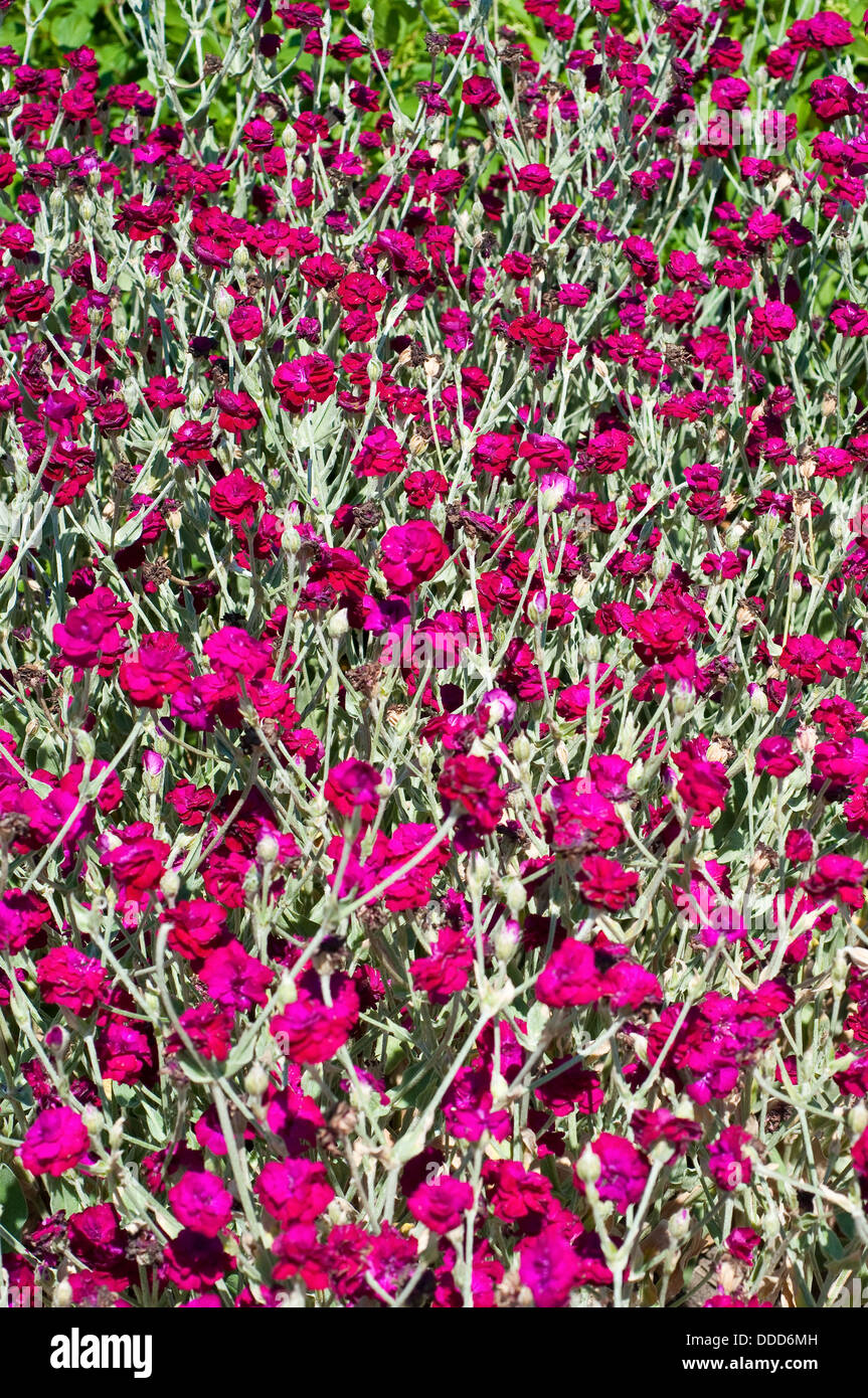 Rose campion, Lychnis coronaria Gardeners 'World 'Blych' Stock Photo ...