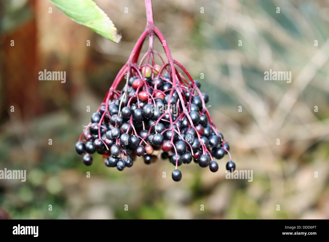 Wild elderberry fruit Stock Photo - Alamy