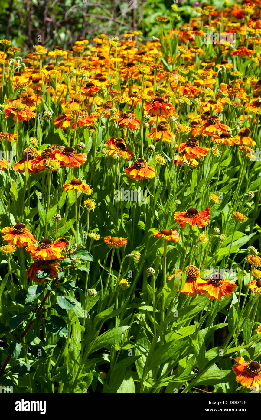 Helenium sahin's early flowerer hi-res stock photography and images - Alamy