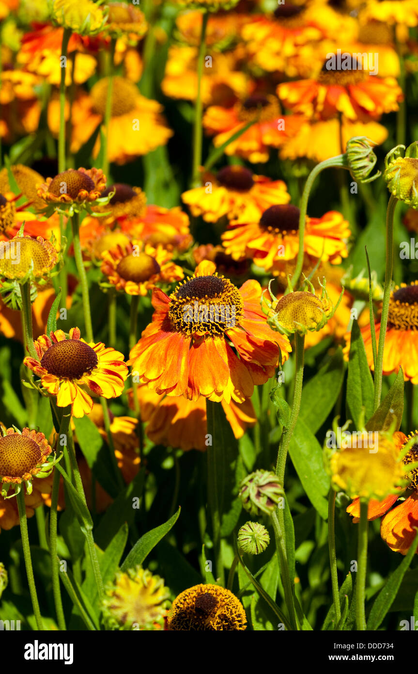 Helenium 'Sahin's Early Flowerer' Stock Photo - Alamy