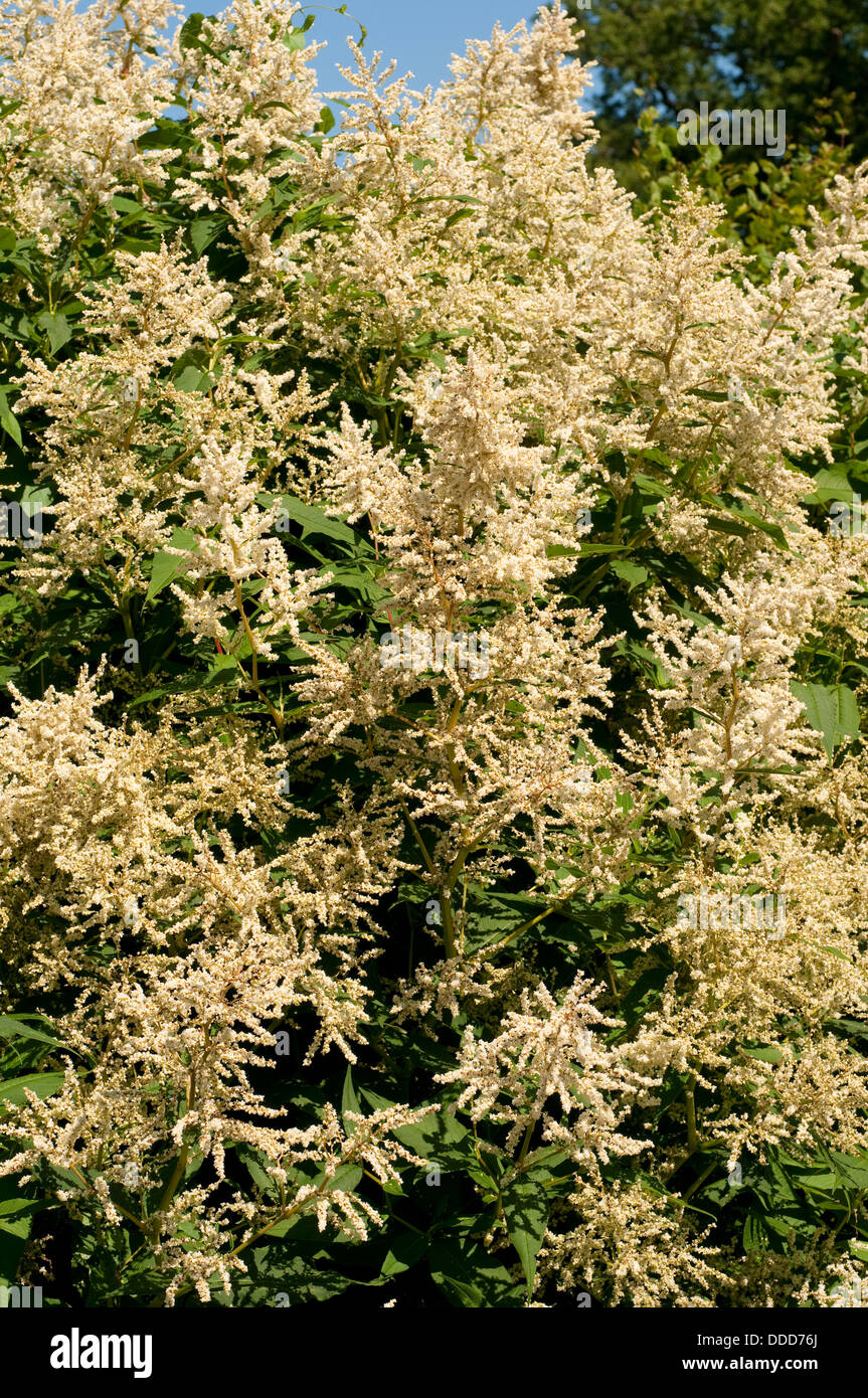 Persicaria alpina hi-res stock photography and images - Alamy