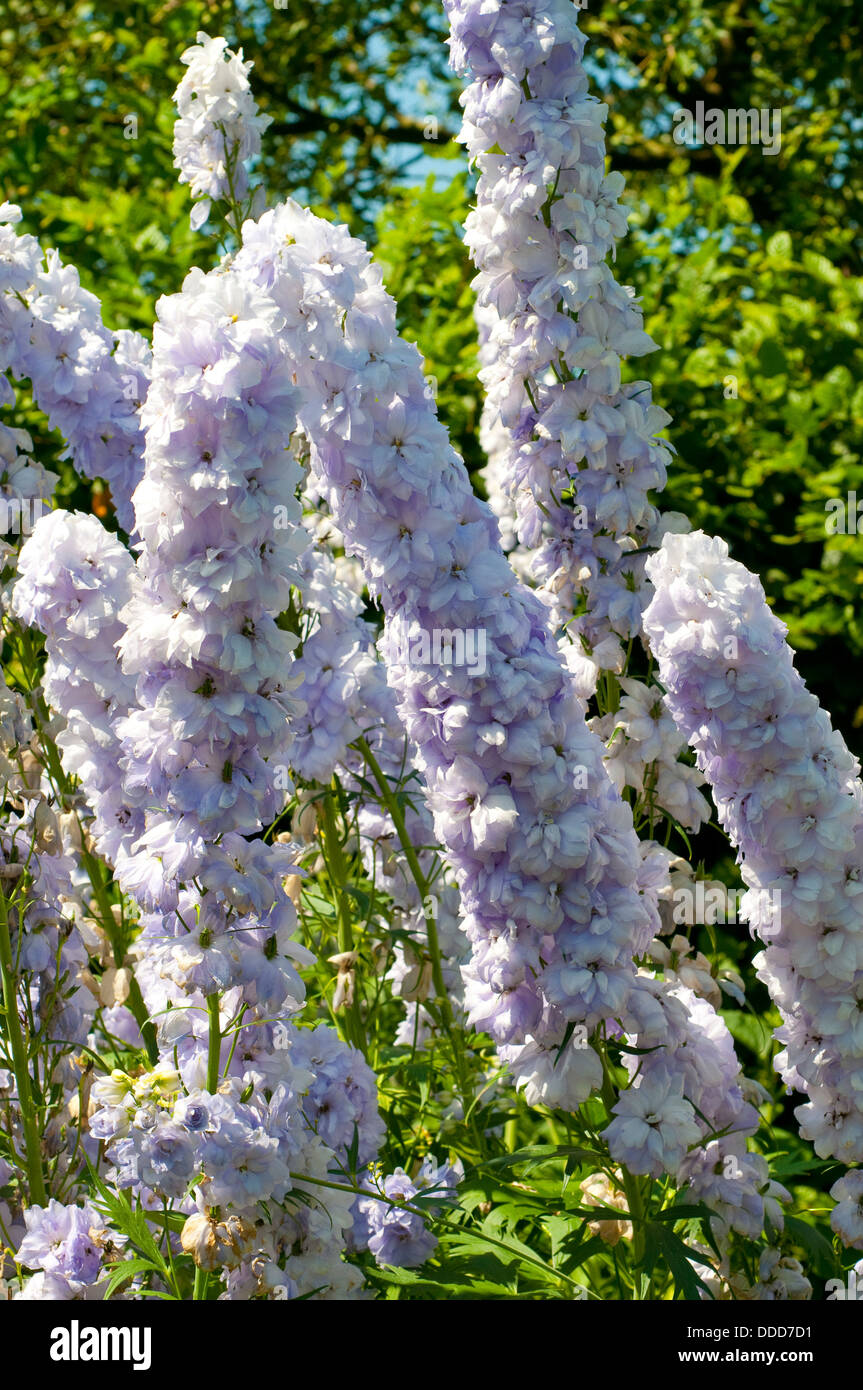 Tiddles hi-res stock photography and images - Alamy