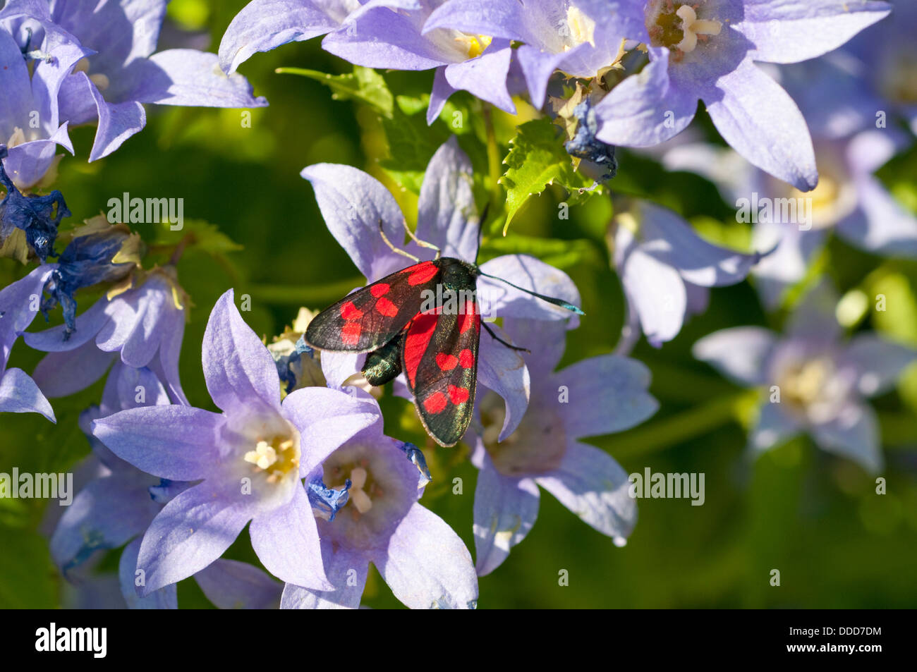 Burnet moth hi-res stock photography and images - Alamy