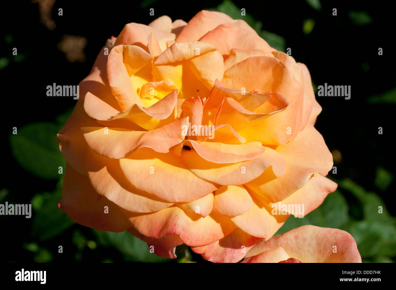 Oldie hi-res stock photography and images - Alamy