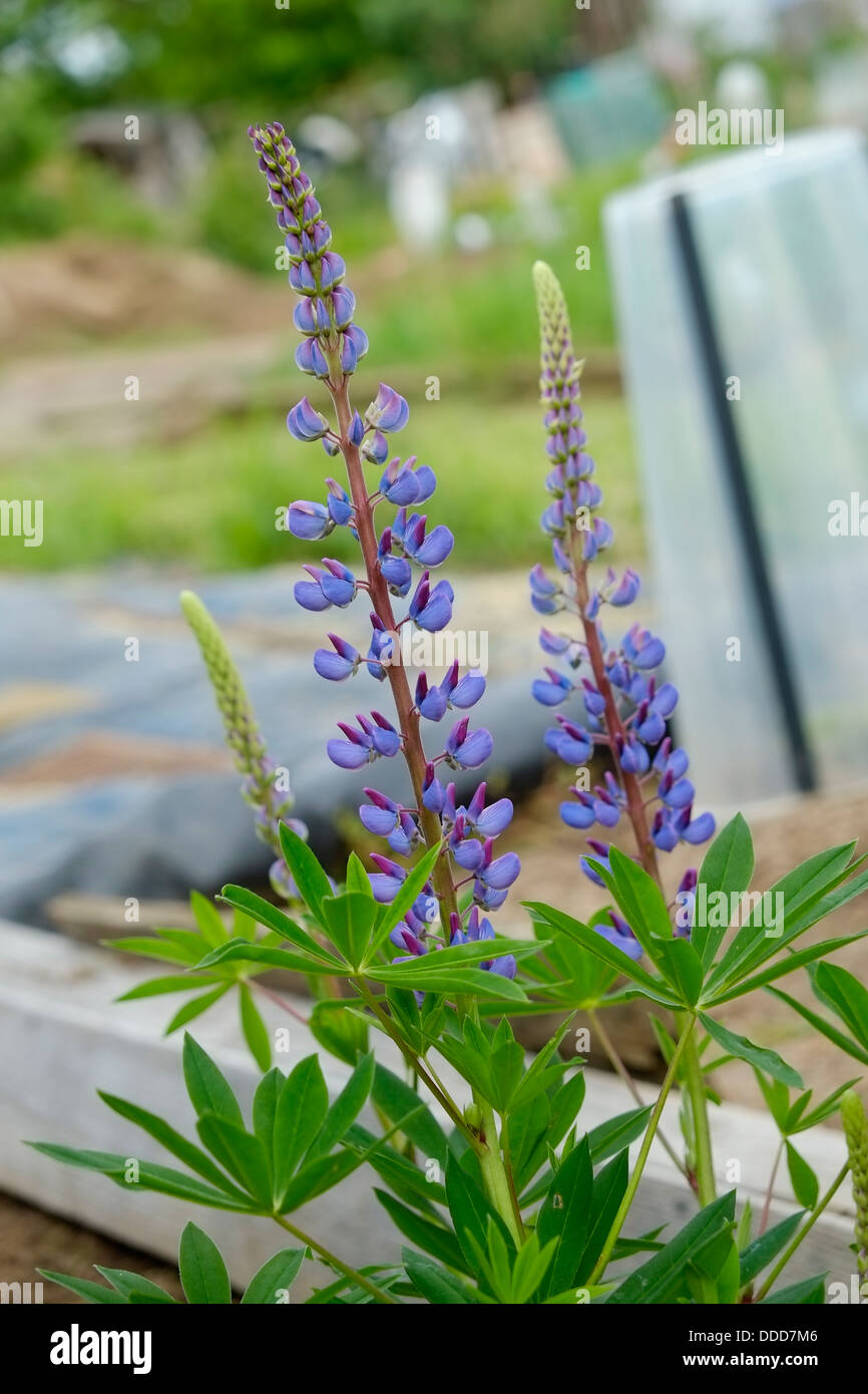 Blue Lupin blooming in allotment Stock Photo - Alamy