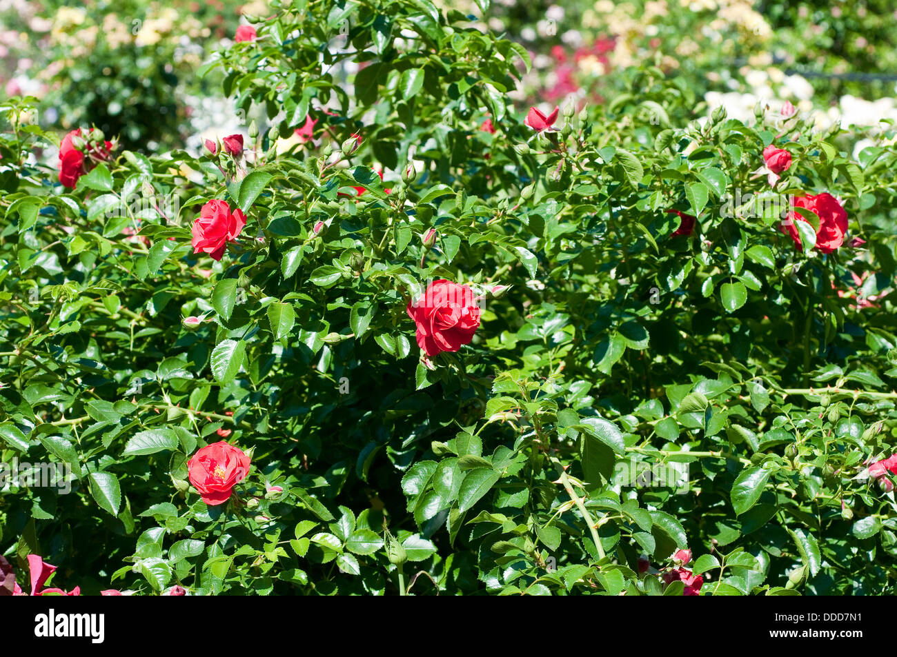 Rosa pride of england hi-res stock photography and images - Alamy