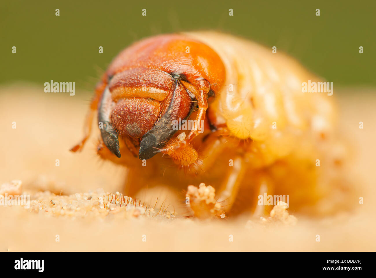 Coleoptera polyphylla hi-res stock photography and images - Alamy