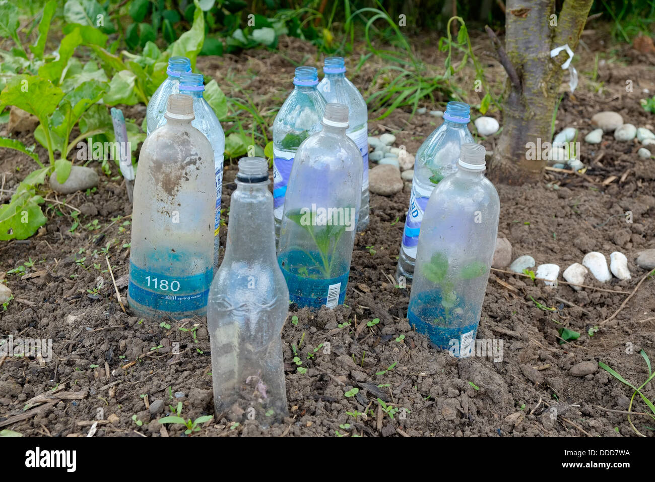 Plastic bottles used as protection for young plants against slugs ...