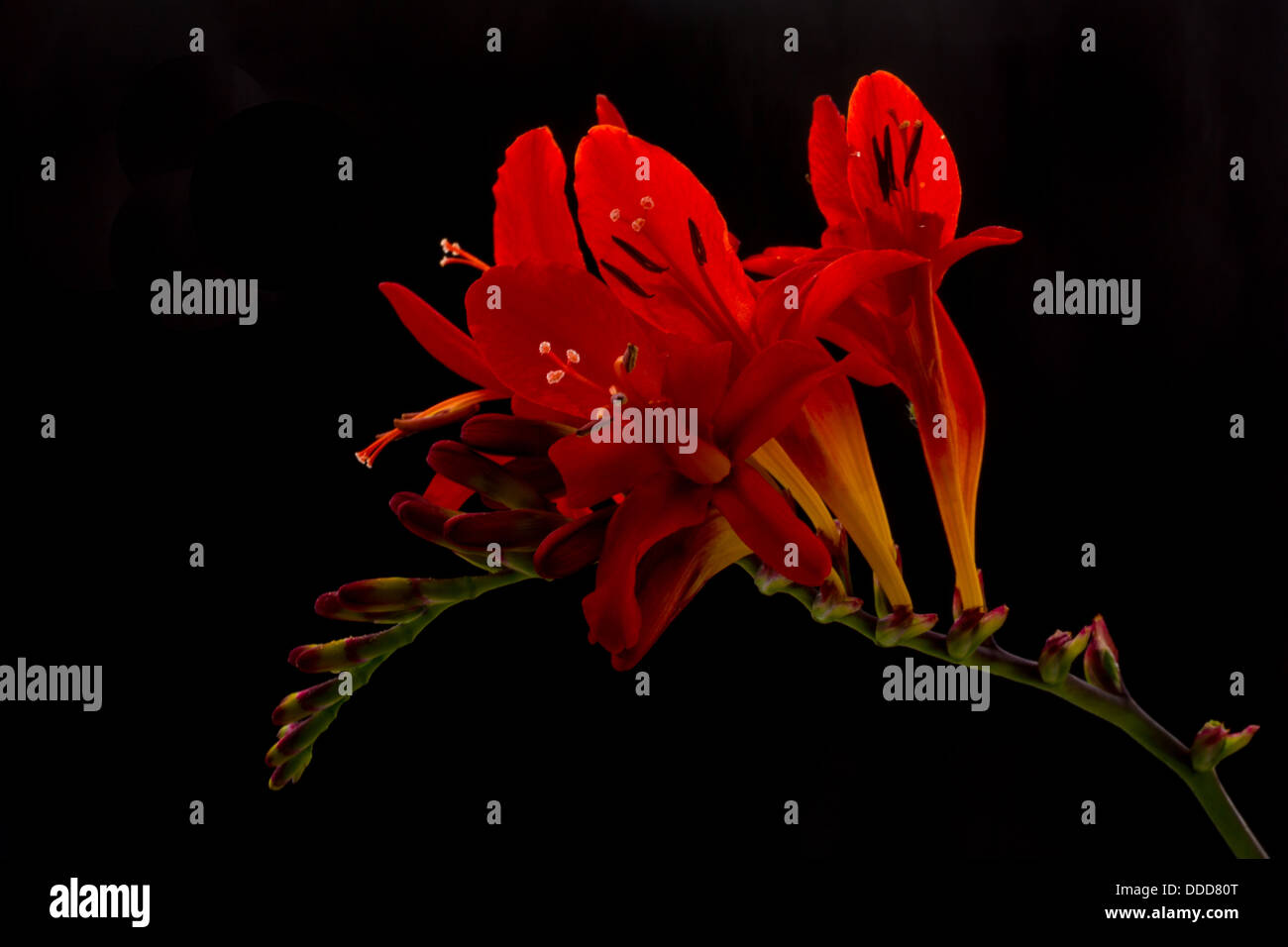 Crocosmia red 'Lucifer' flower Stock Photo - Alamy
