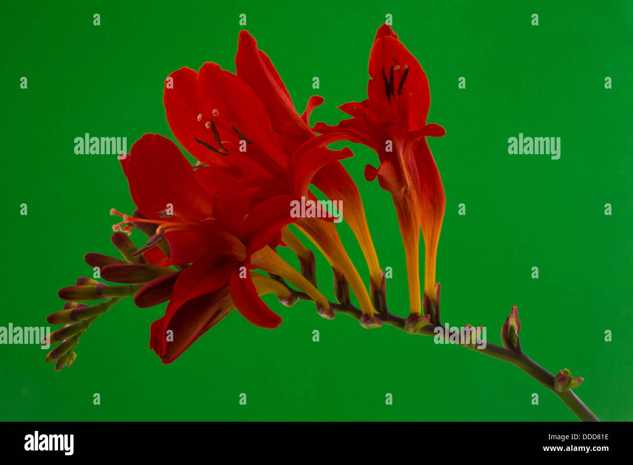 Lucifer flower hi-res stock photography and images - Alamy