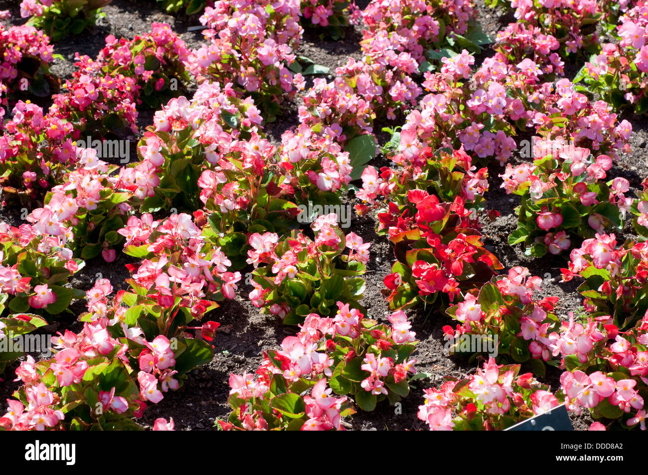 Outdoor begonia hi-res stock photography and images - Alamy