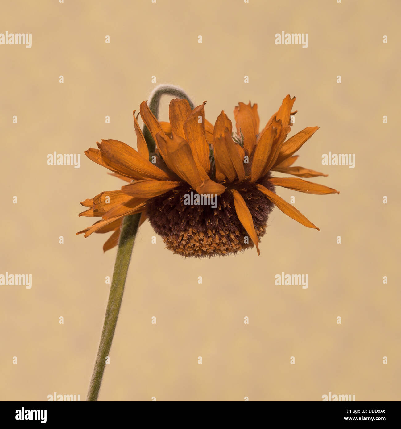 Beauty and decay hi-res stock photography and images - Alamy