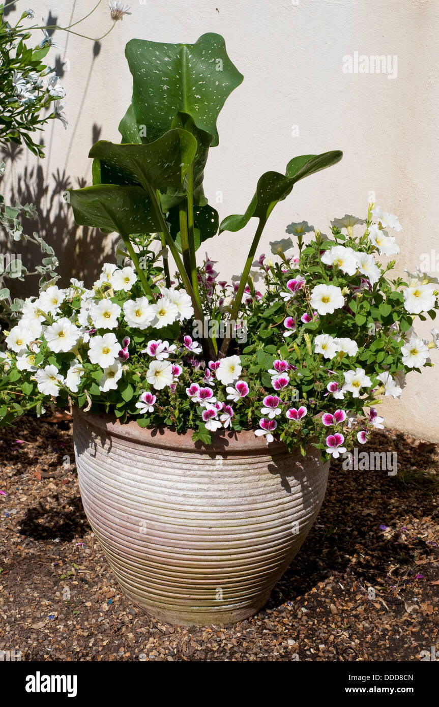 Flowerpot with various flowers Stock Photo - Alamy