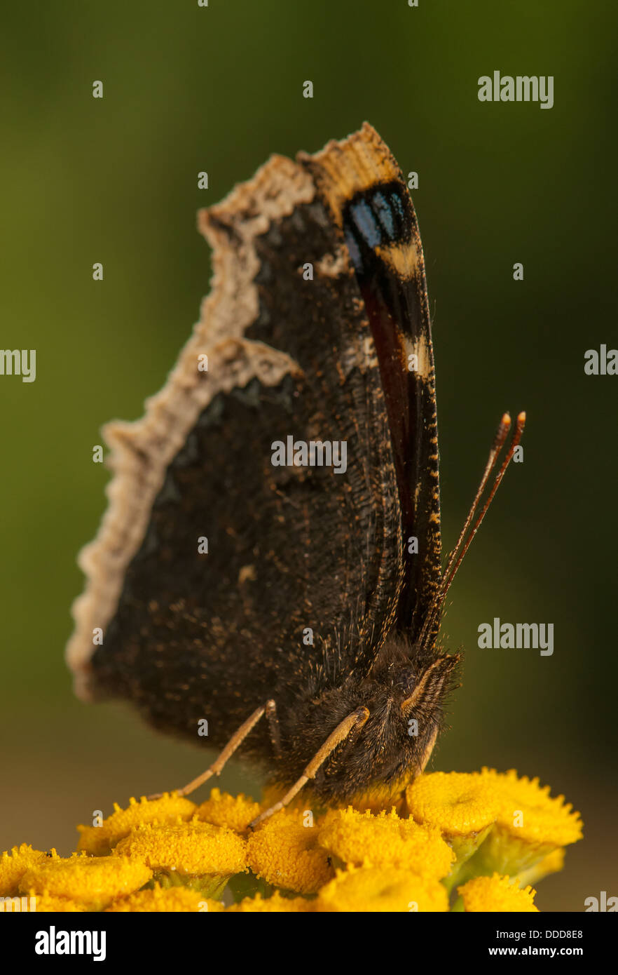 Nymphalis antiopa close up hi-res stock photography and images - Alamy