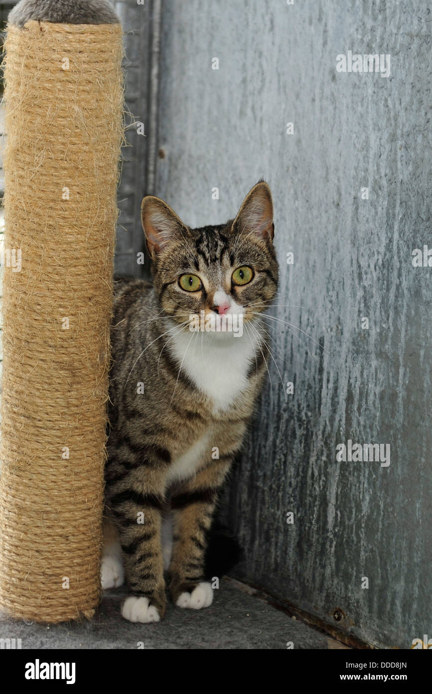 tabby cat and scratching post Stock Photo - Alamy