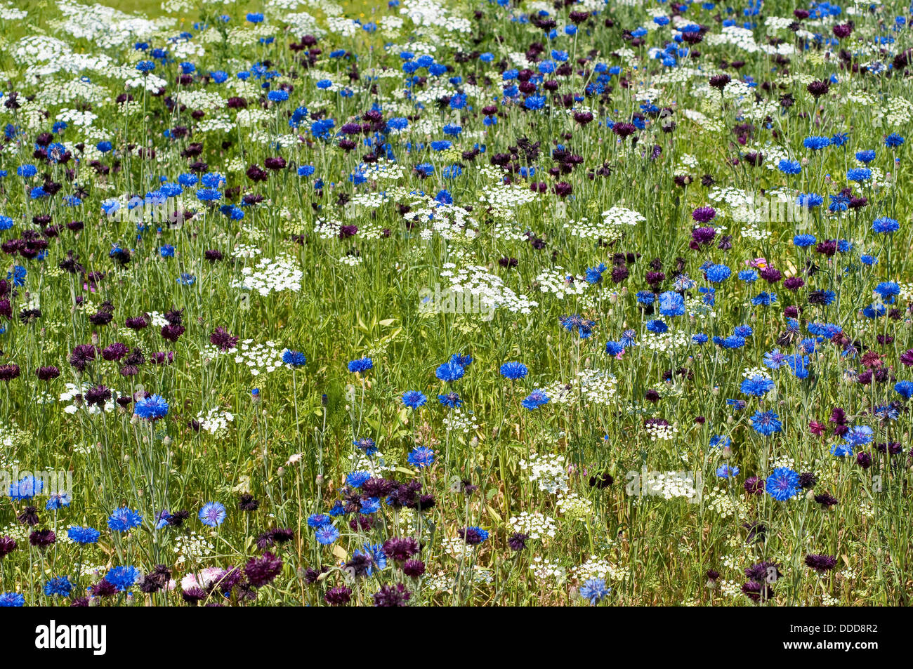Cornflower meadow england hi-res stock photography and images - Alamy