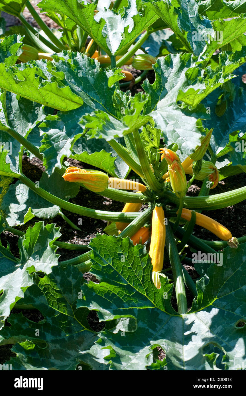 Courgette uk garden hi-res stock photography and images - Alamy