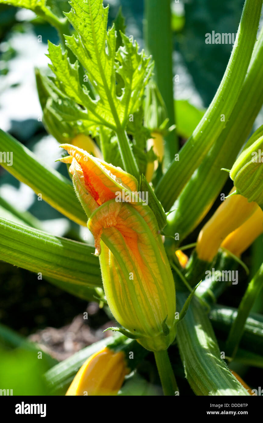 Courgette Parador High Resolution Stock Photography and Images - Alamy