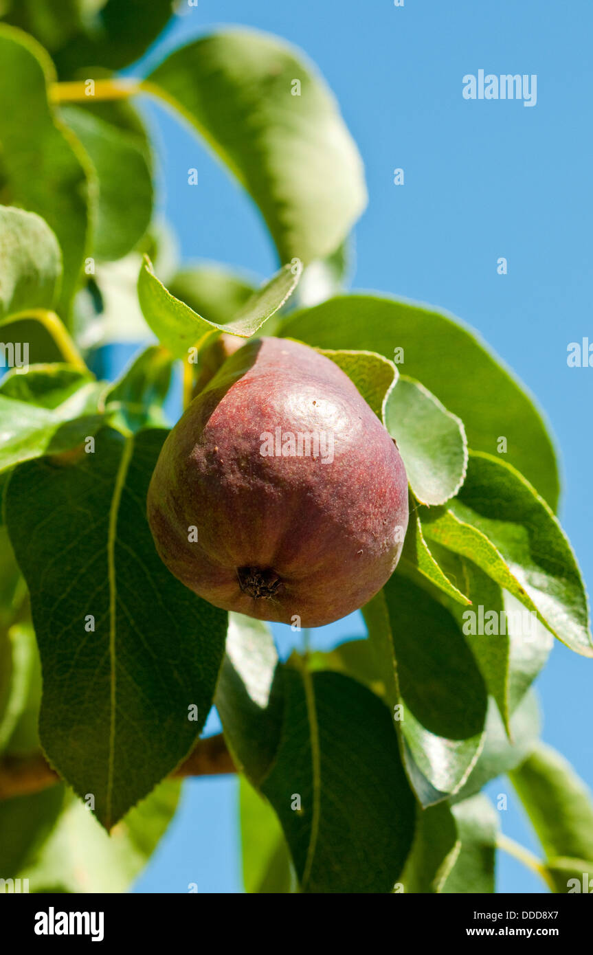 Pear growing tree hi-res stock photography and images - Alamy