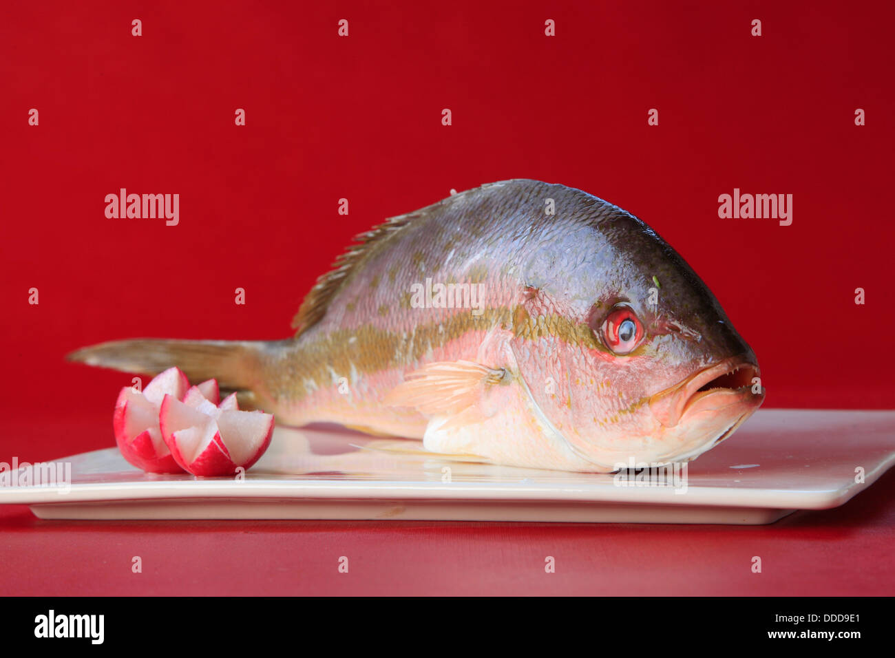 Yellowtail Snapper High Resolution Stock Photography and Images - Alamy