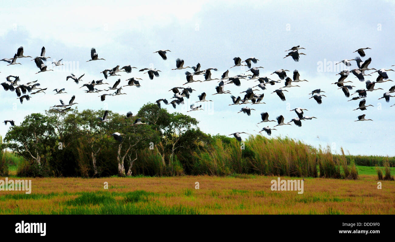 A massive flock of flying Asian Openbill Storks in Southern Thailand ...