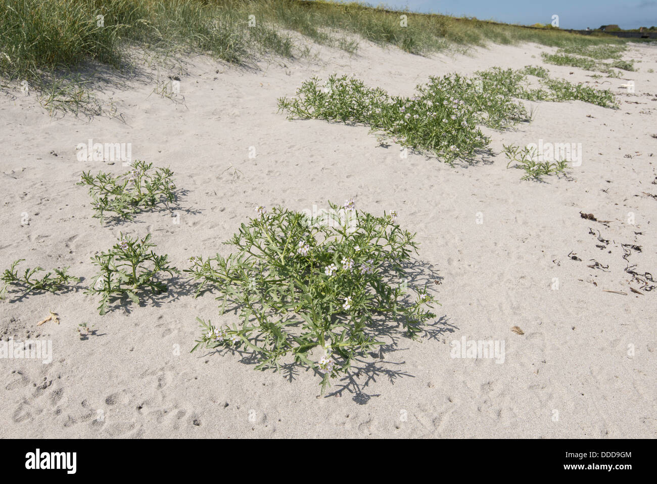 Sea Rocket (Cakile maritima) growing on edge of sand dune Stock Photo ...