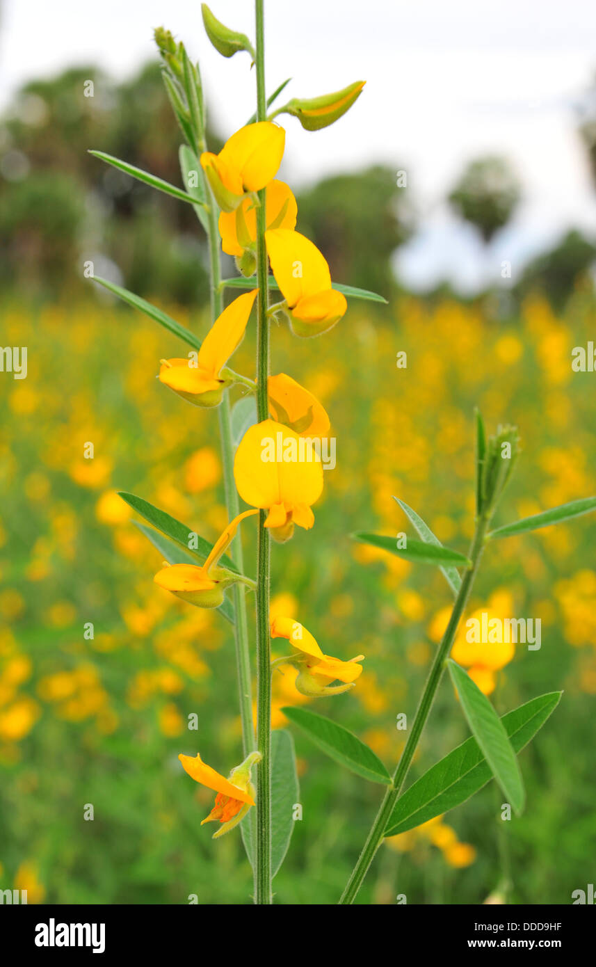 Yellow Indian hemp flowers field in countryside of Thailand Stock Photo ...