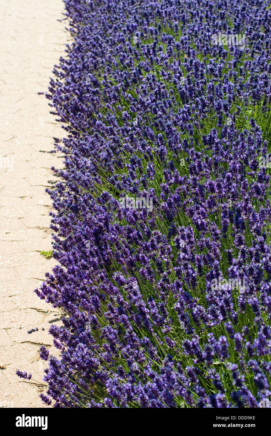 Border with Lavender flowers Stock Photo - Alamy