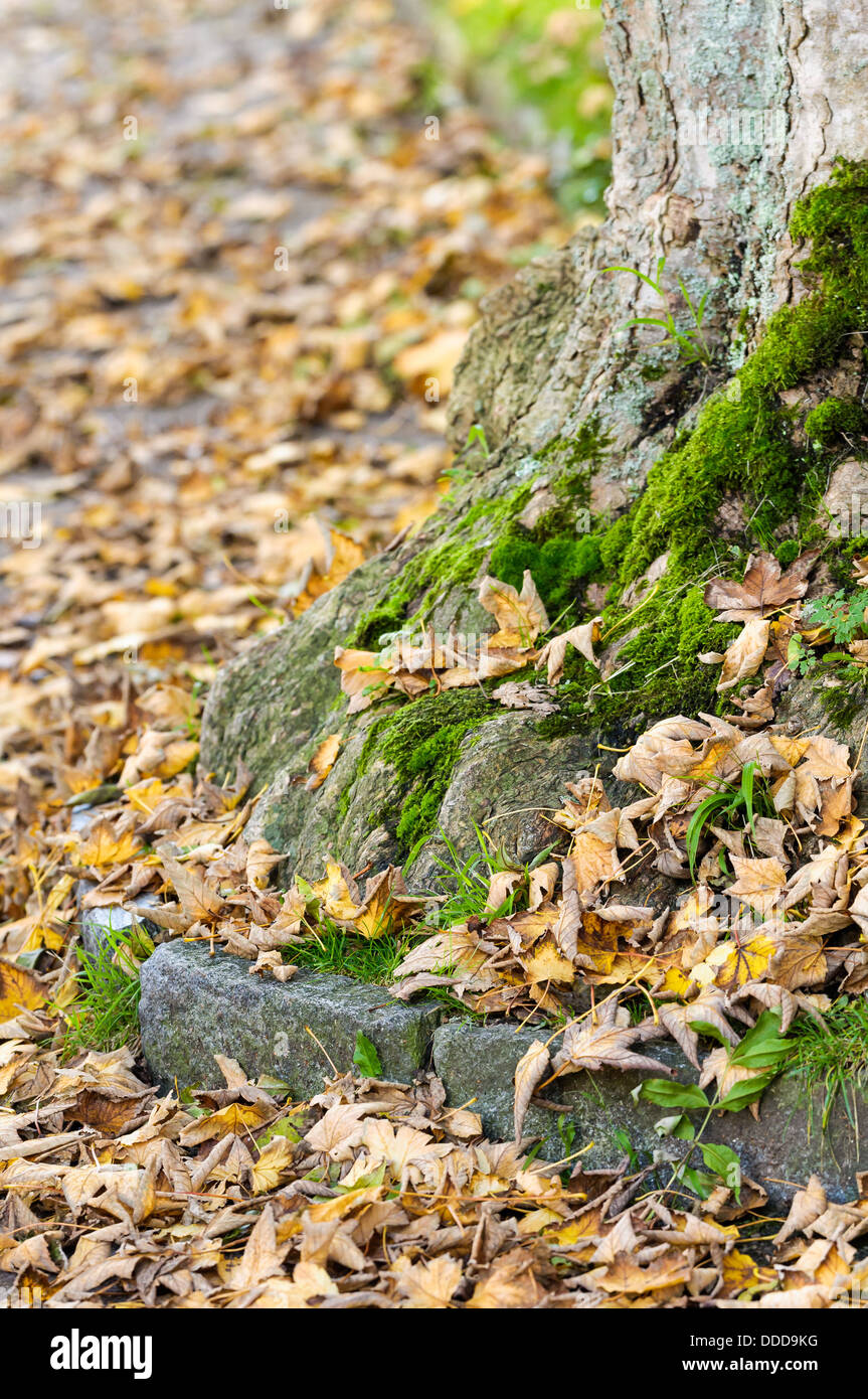 Trunk base hi-res stock photography and images - Alamy
