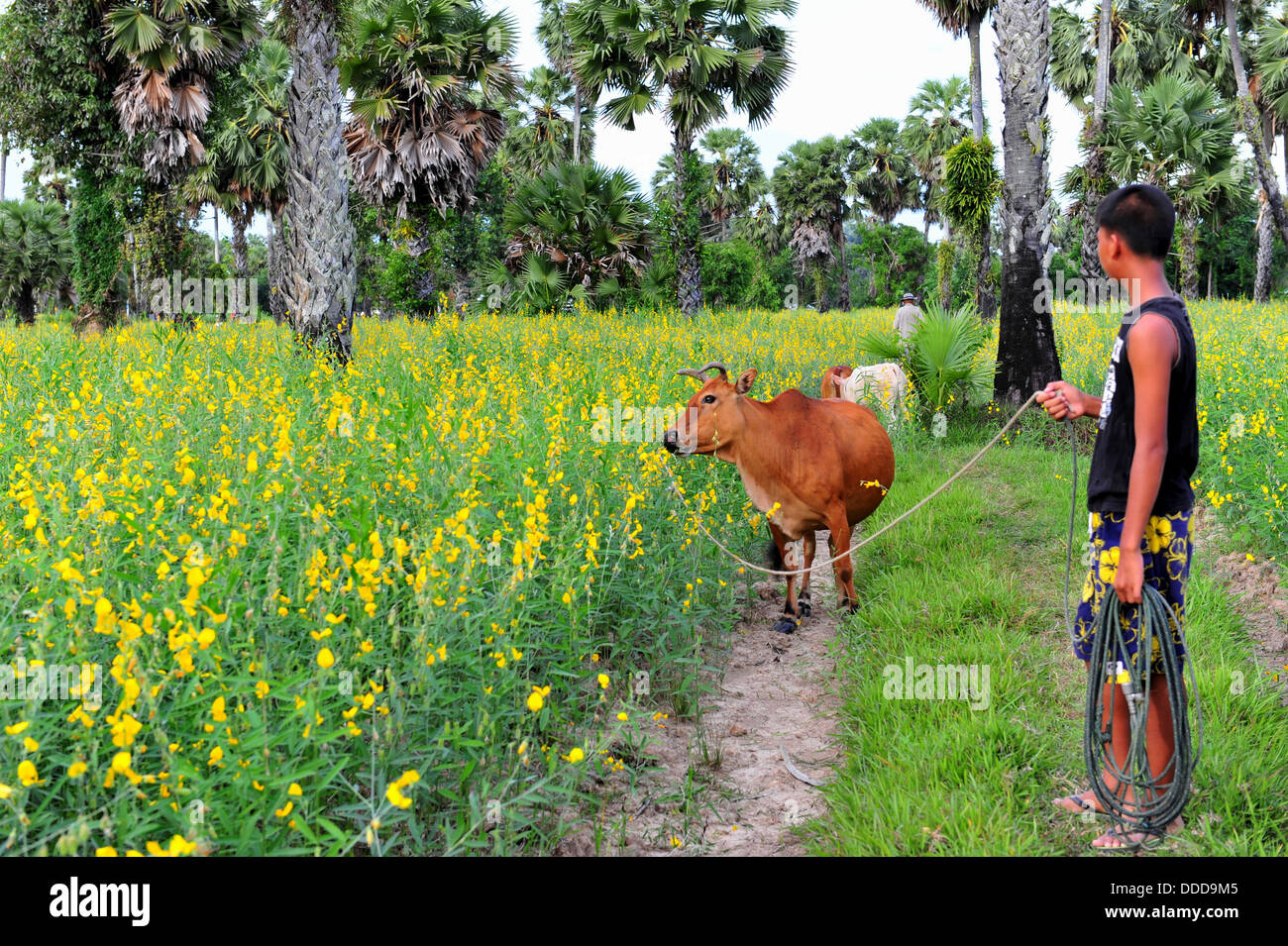 Yellow indian hemp flowers hi-res stock photography and images - Alamy