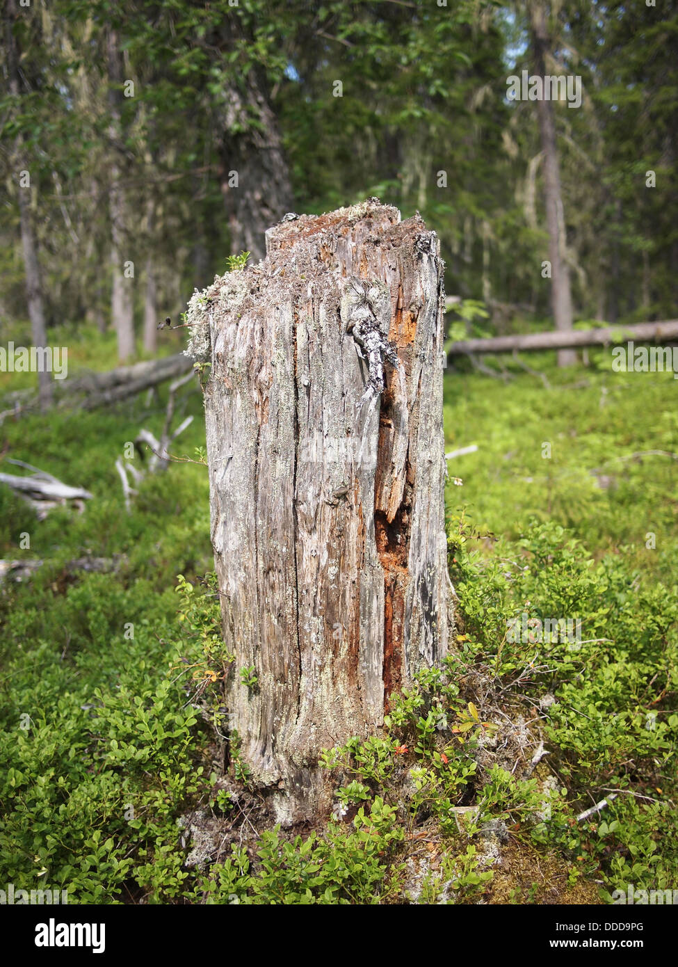 Old tree stump in the spruce forest Stock Photo - Alamy