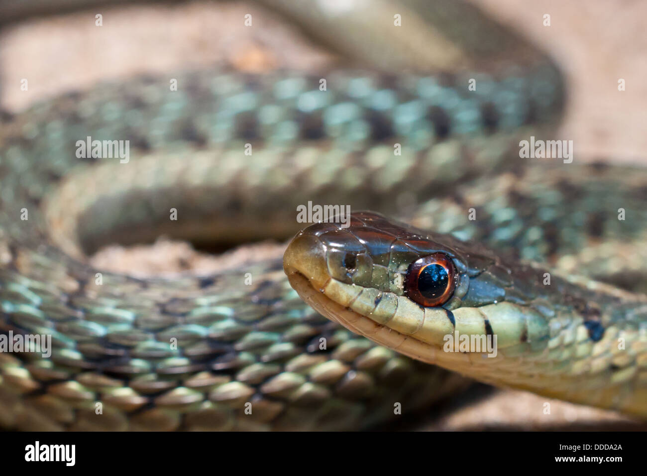 Eastern Garter Snake Stock Photo - Alamy