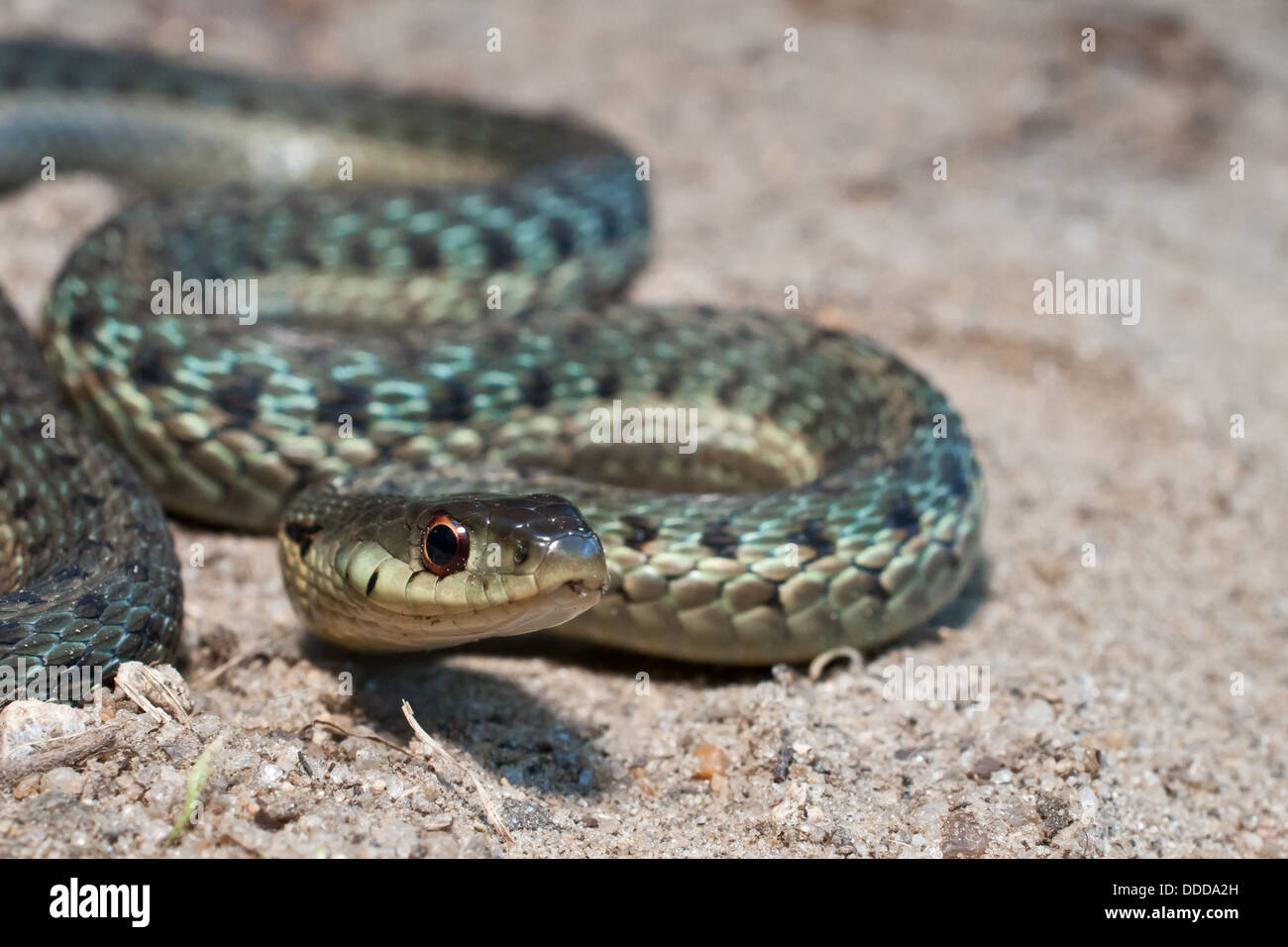Bright green snake hi-res stock photography and images - Alamy