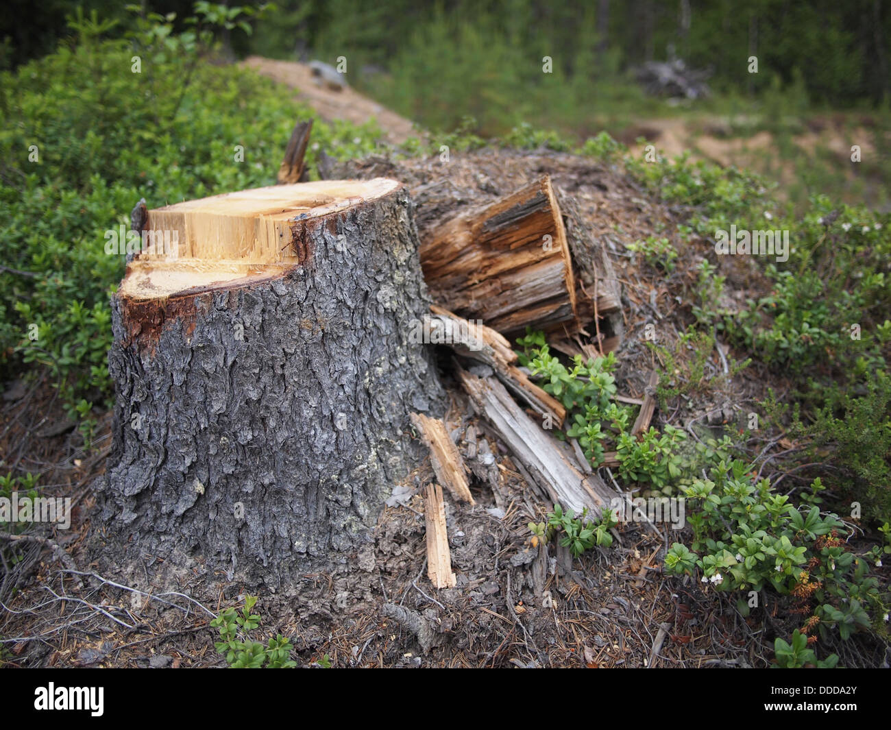 Freshly sawed big fir tree stump in spring forest Stock Photo - Alamy