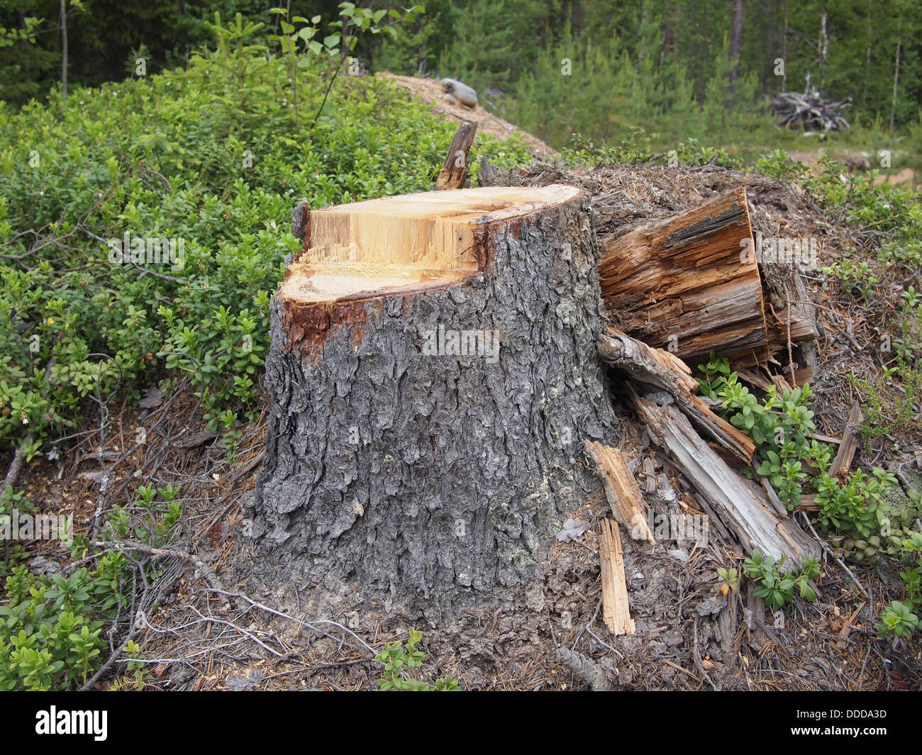 Freshly sawed big fir tree stump in spring forest Stock Photo - Alamy