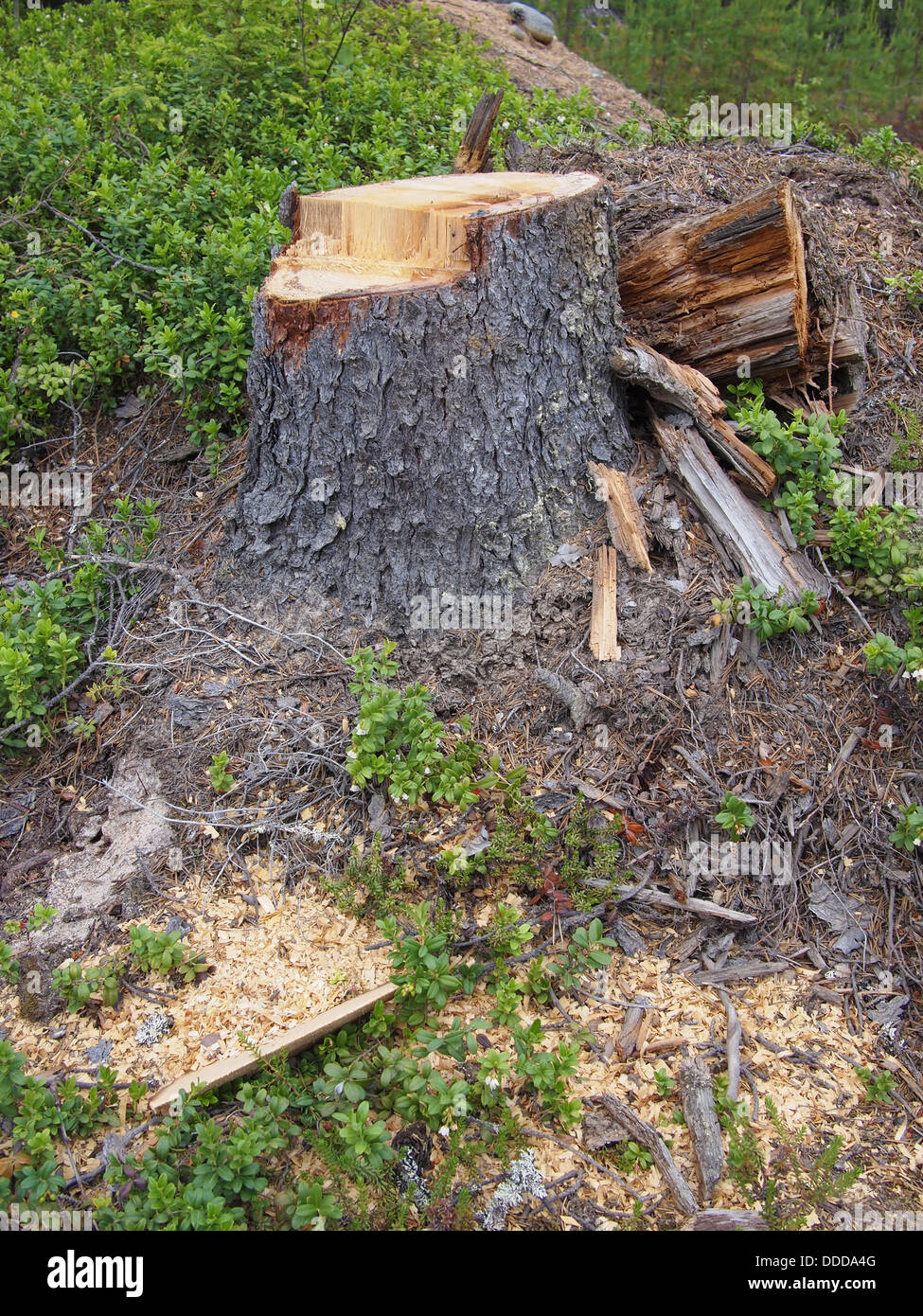 Freshly sawed big fir tree stump in spring forest Stock Photo - Alamy