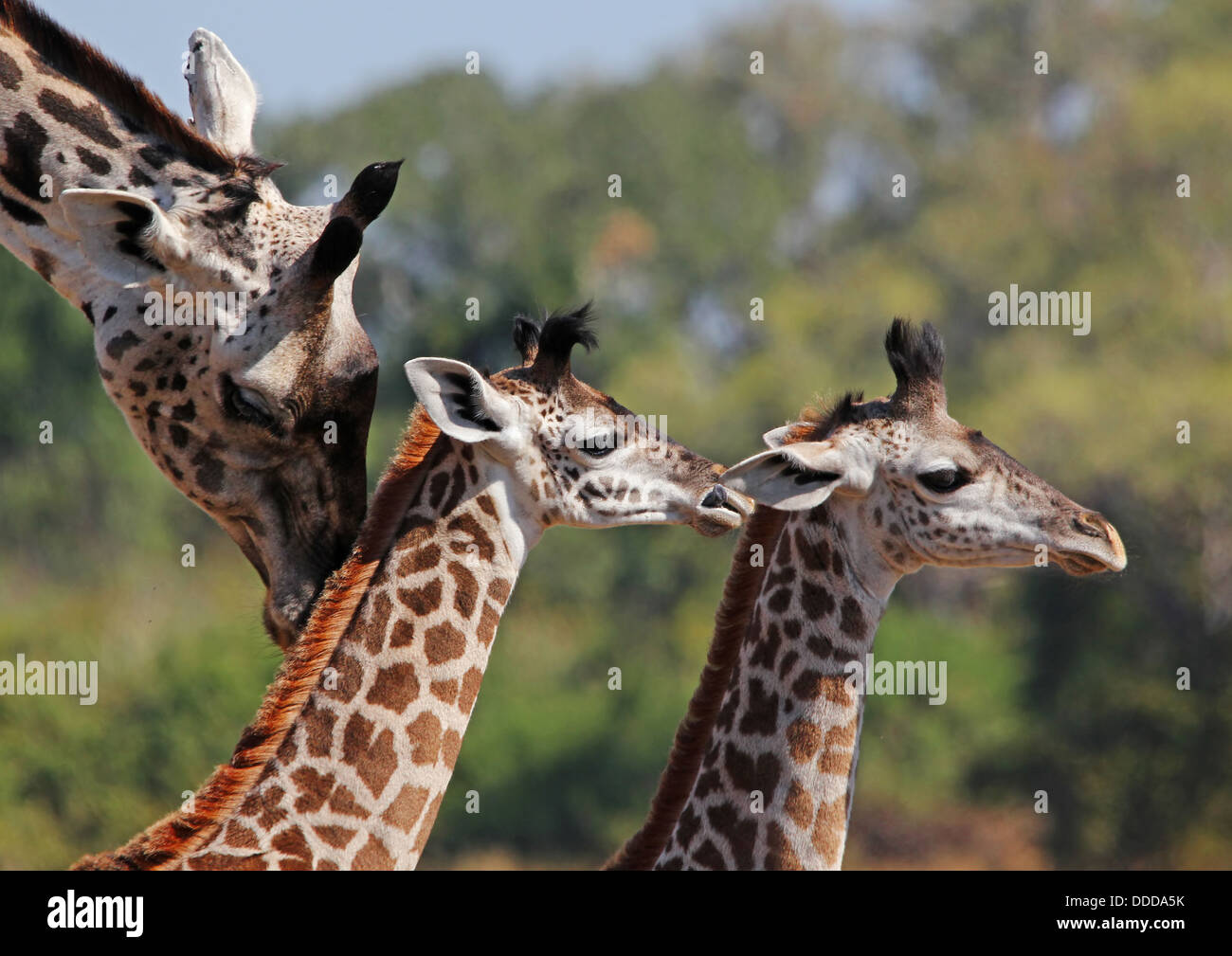 Giraffe family hi-res stock photography and images - Alamy