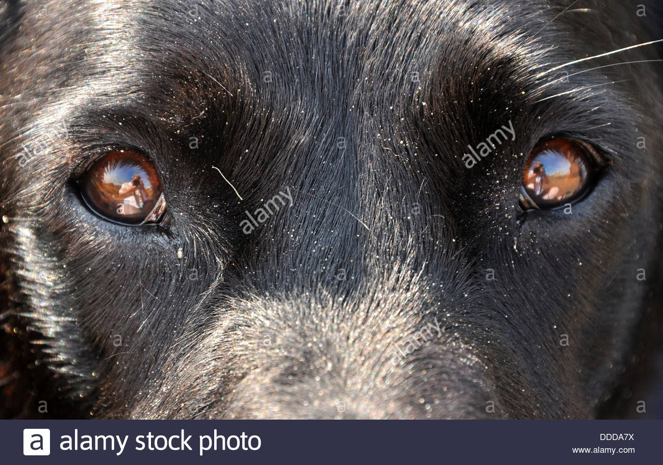Labrador Eyes High Resolution Stock Photography and Images - Alamy
